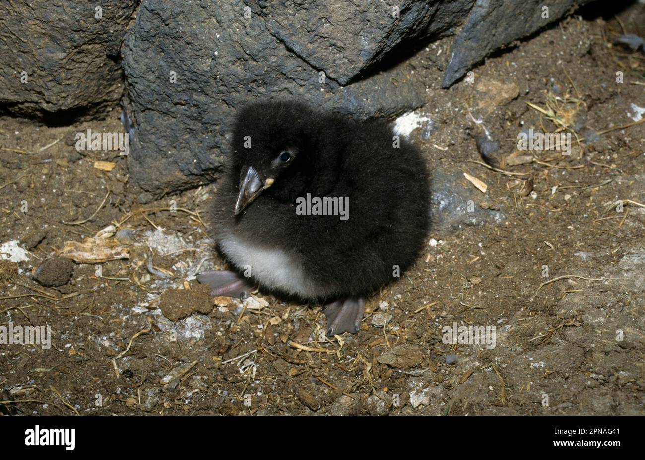 Puffin chick hi-res stock photography and images - Alamy