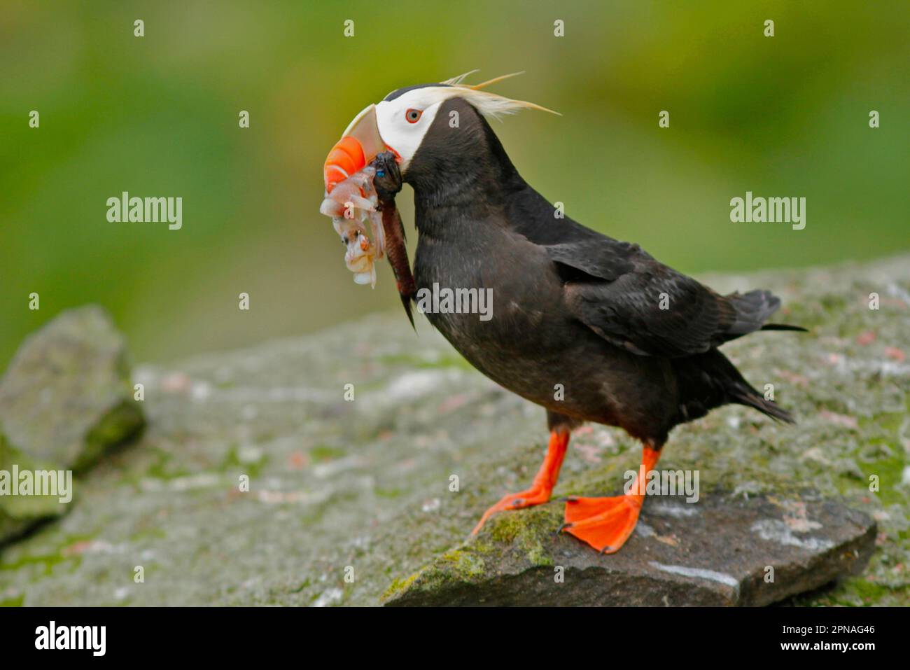 Tufted Puffin (Fratercula cirrhata) adult, breeding plumage, with squid ...