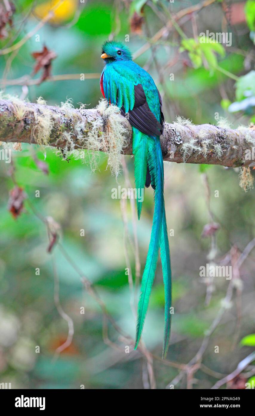 Quetzal, quetzals, bird of the gods, birds of the gods, endangered ...