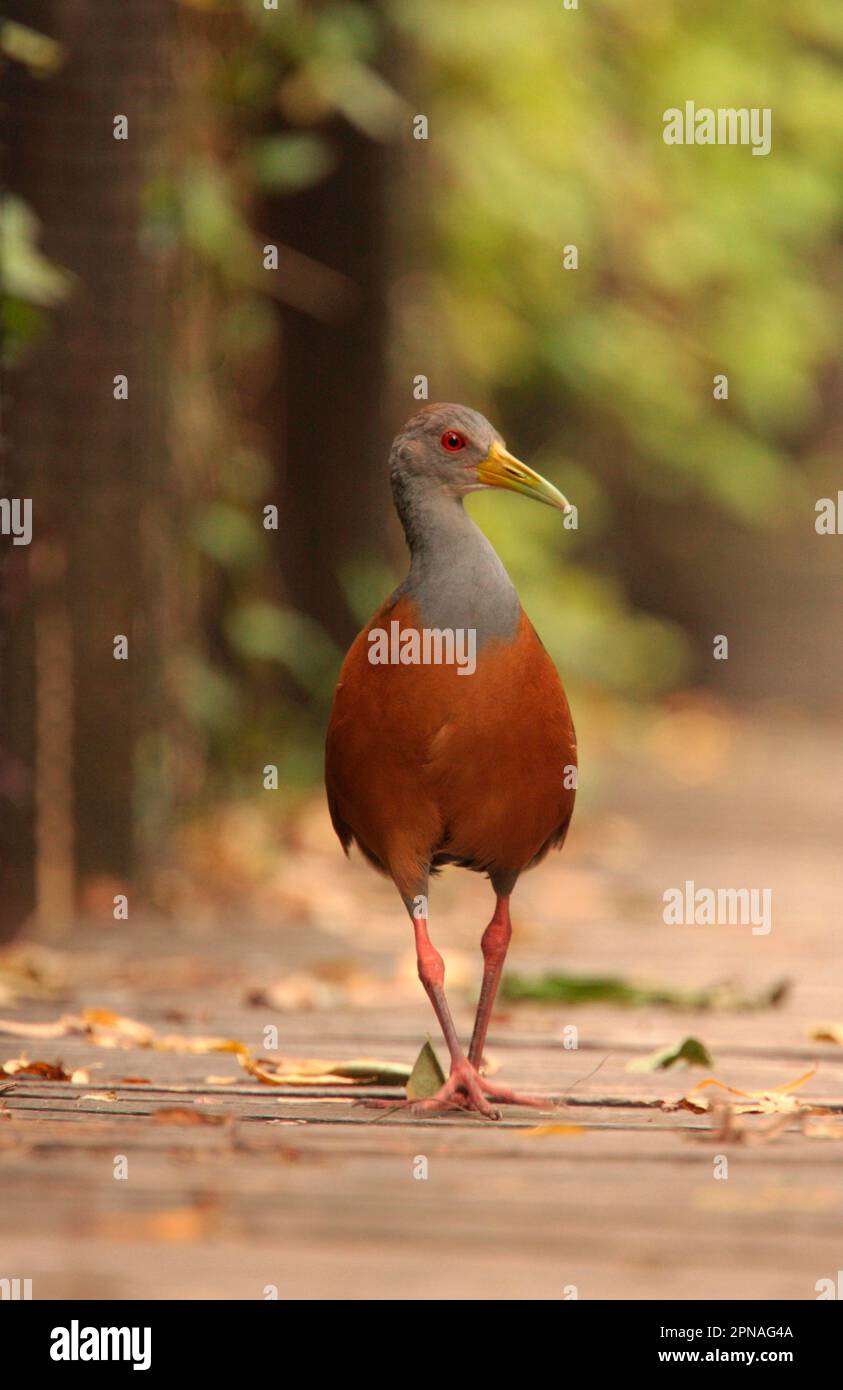 Grey-necked wood rail (Aramides cajanea), adult, walking on the beach ...