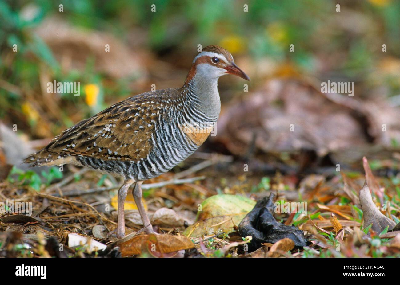 Buff-banded rail (Gallirallus philippensis) Buff-banded Rail, Rails ...