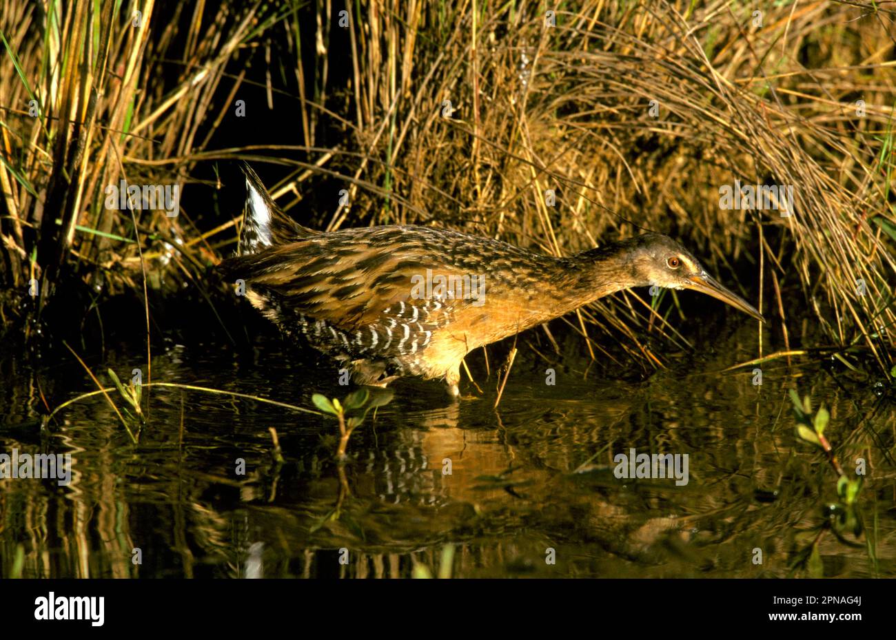 Virginia Rail, Virginia Rail, Rails, Animals, Birds, Virginia Rail ...