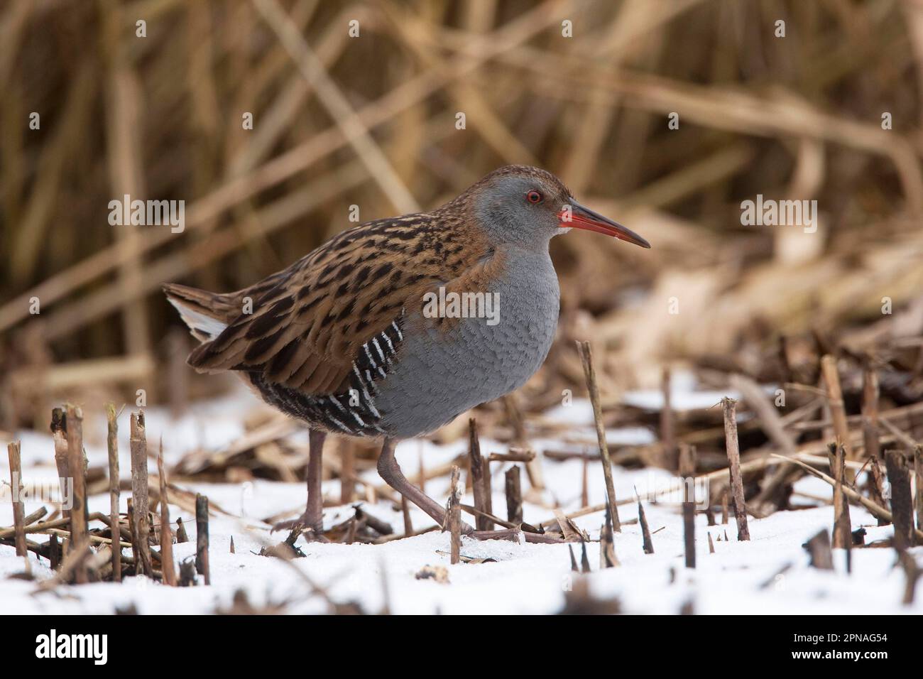 Water Rail, water rails (Rallus aquaticus), Rails, Animals, Birds ...