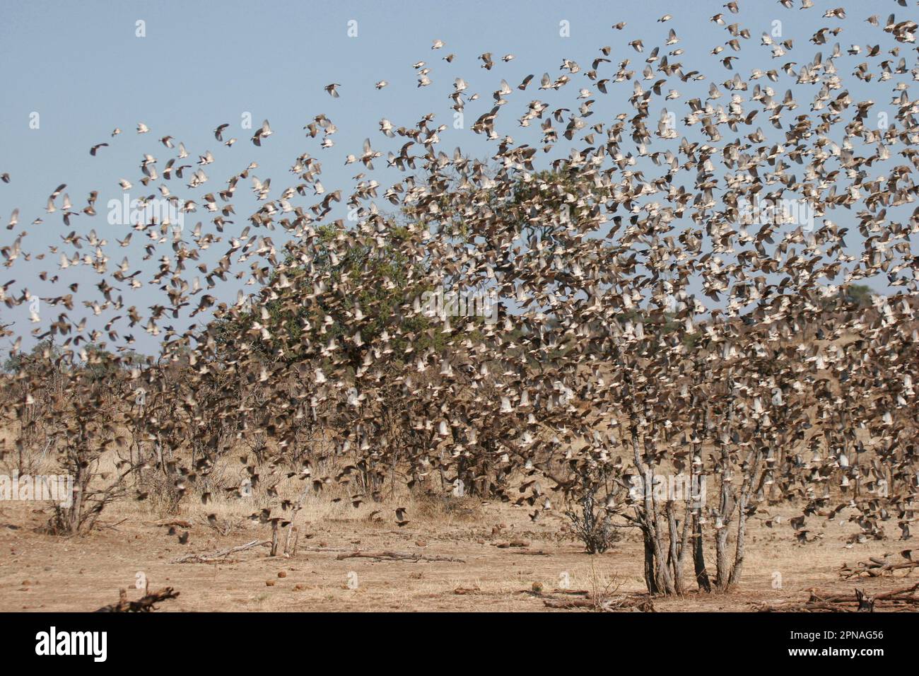 Red-billed quelea (Quelea quelea), songbirds, animals, birds, weaver birds, Red-billed Quelea ...