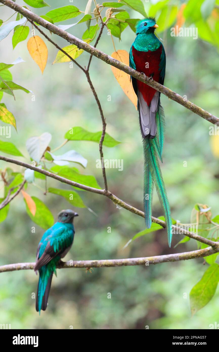 Quetzal, Quetzals, bird of the gods, birds of the gods, endangered ...
