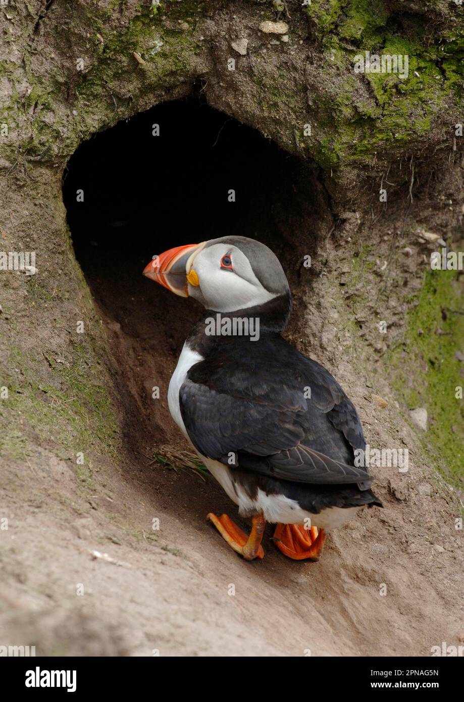 Puffin (Fratercula arctica) adult, standing at the entrance of the ...