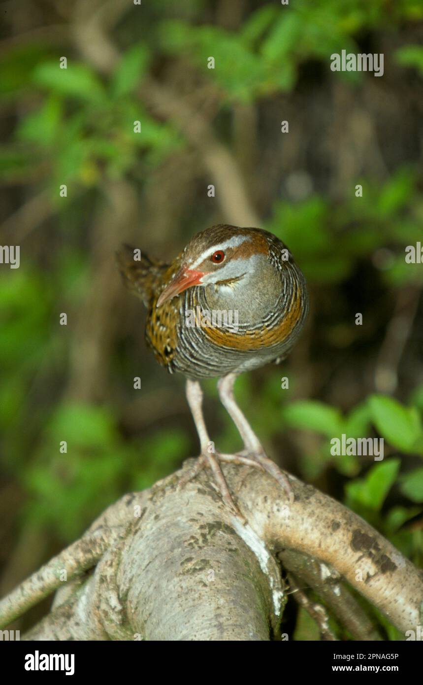 Buff-banded buff-banded rail (Rallus philippensis) Australia Stock ...