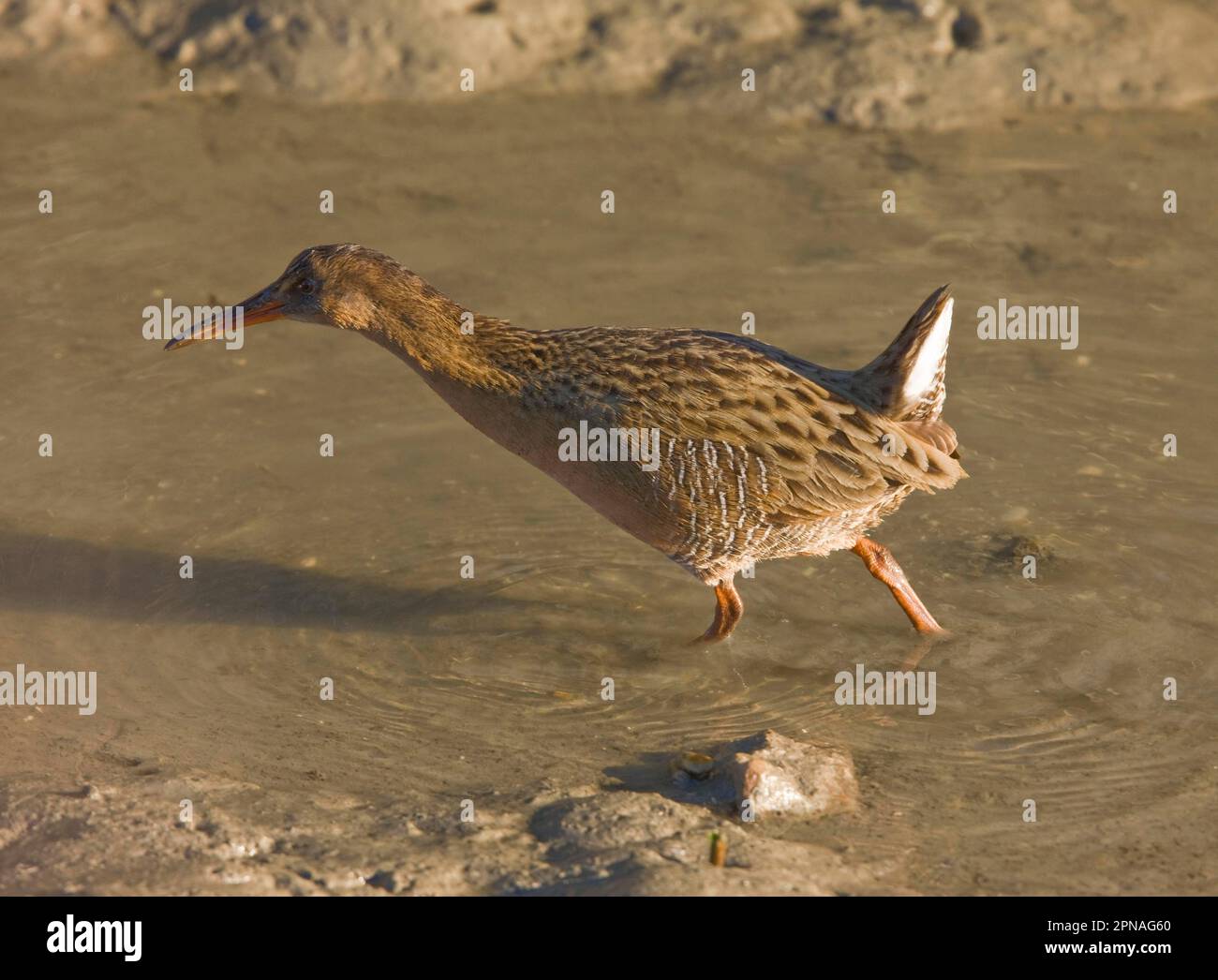 California Clapper Rail (Rallus longirostris obsoletus), adult, wading ...
