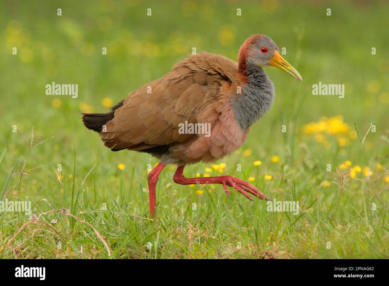Giant wood rails (Aramides ypecaha), Giant Wood-rails, Rails, Animals ...