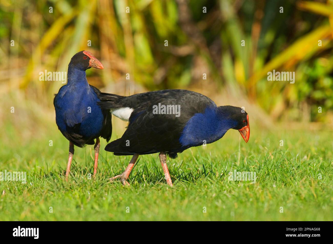 Purple partridge, purple hens, purple rail, purple rails, rails ...