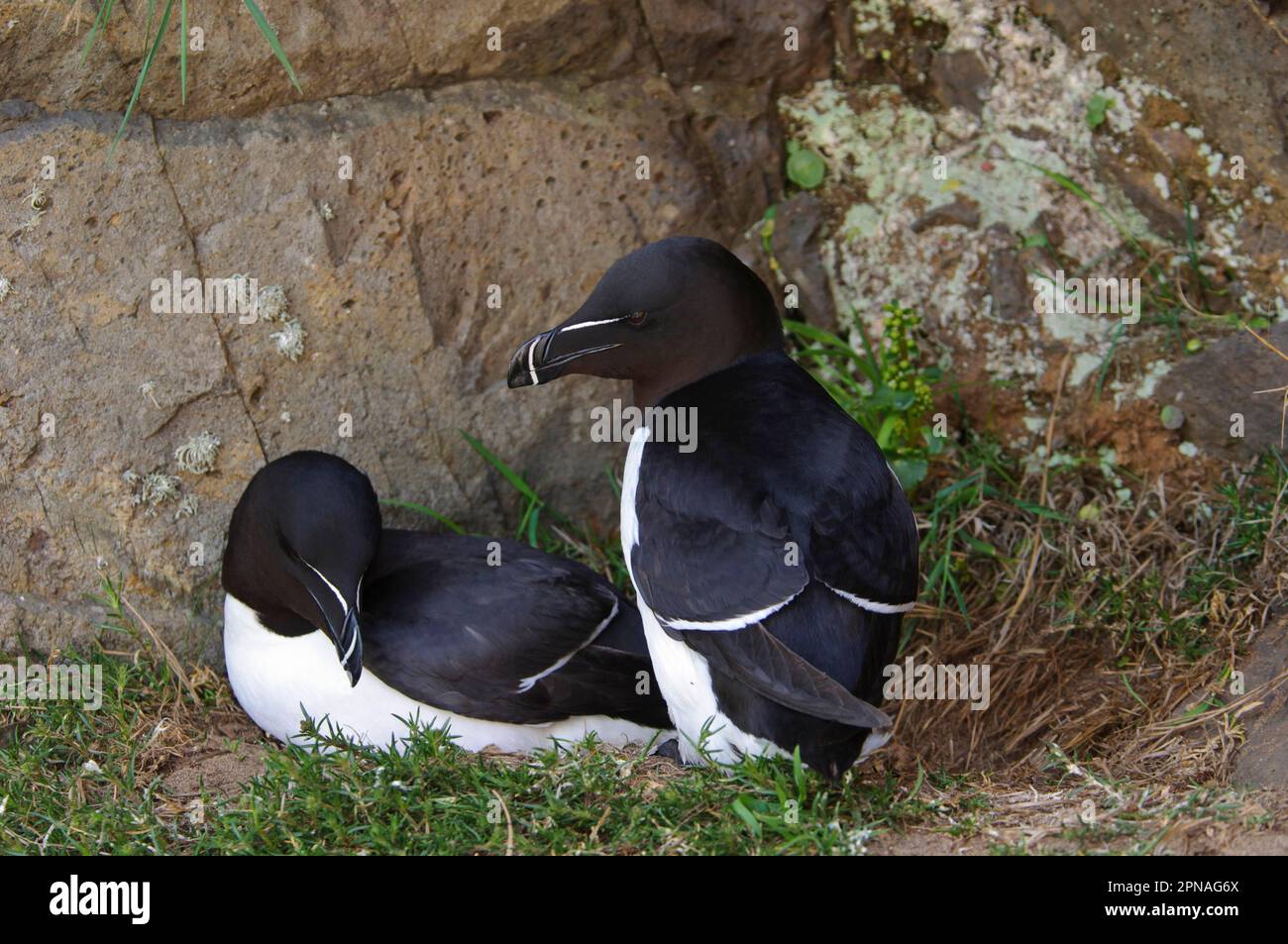 Razorbill (Alca torda), adult pair, breeding plumage, at nest on cliff ...