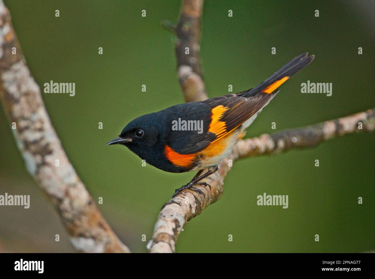 American Redstart (Setophaga ruticilla) adult male, perched on branch ...