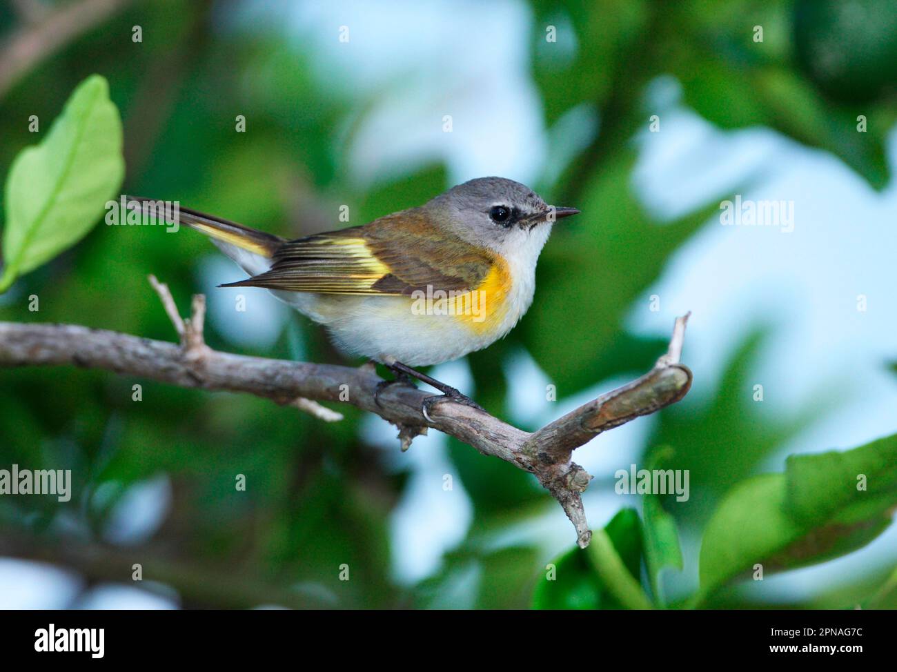 American Redstart (Setophaga ruticilla) adult female, perched on twig ...