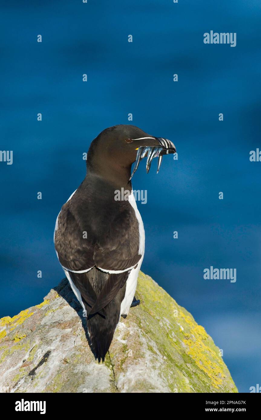 Razorbill (Alca torda) adult, with sand eels in beak, standing on ...