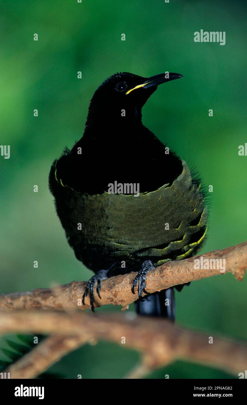 Victoria's riflebird (Ptiloris victoriae), Victoria's Birds of Paradise ...
