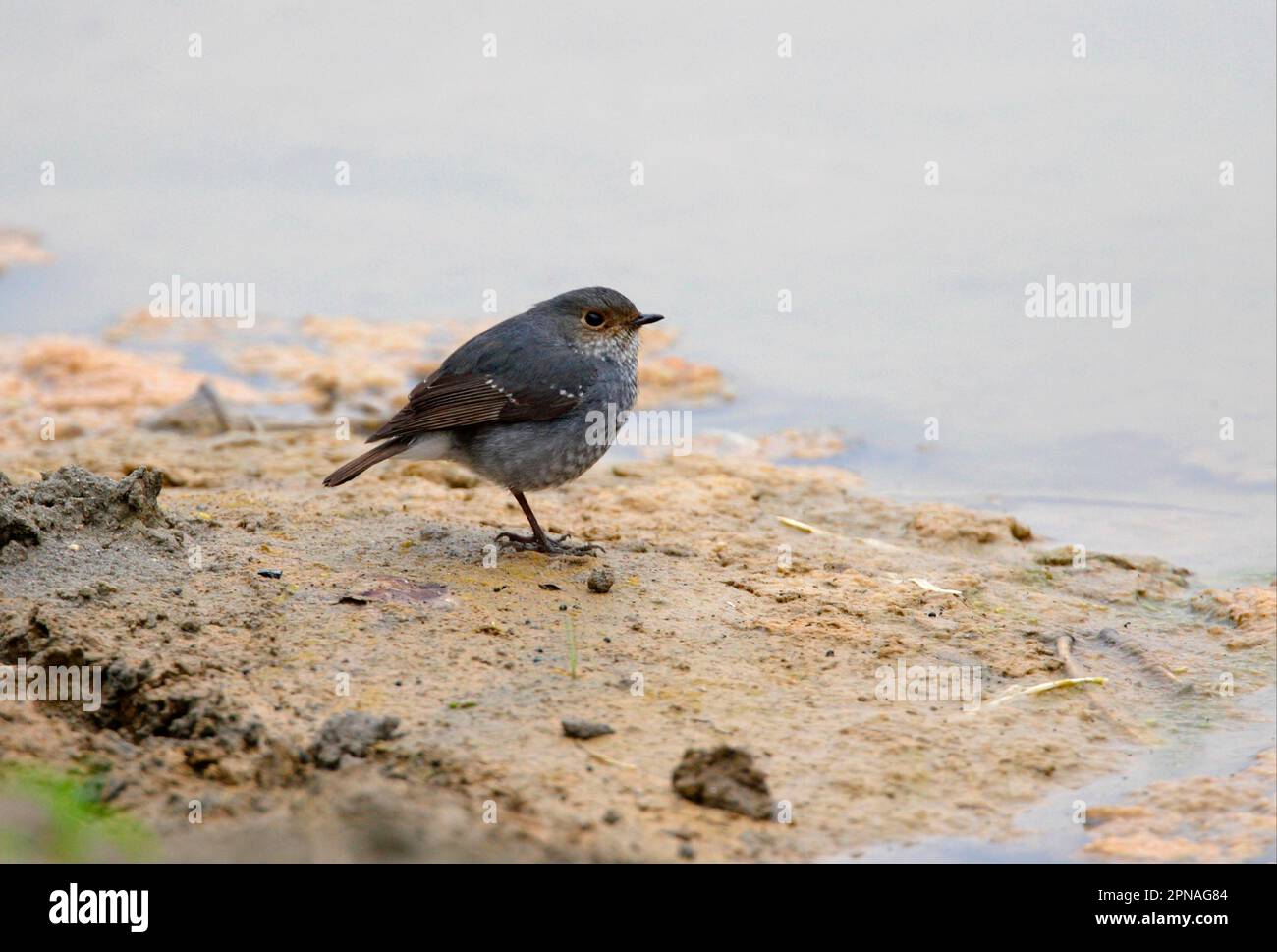 Plumbeous Water-redstart (Rhyacornis fuliginosus) adult female ...