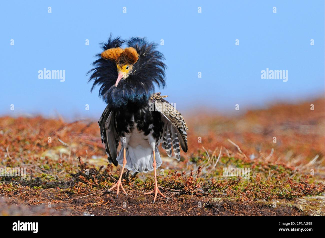 Ruff (Philomachus pugnax) adult male, breeding plumage, displaying at ...