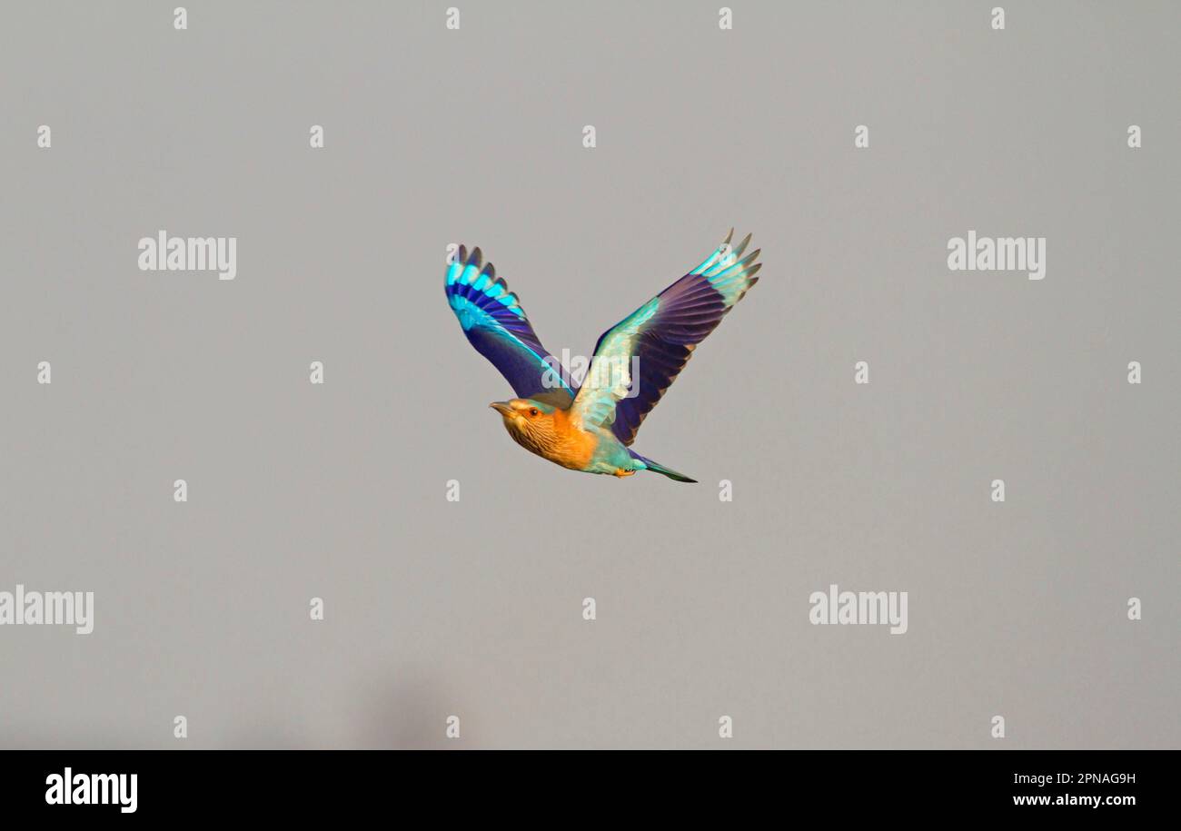 Indian indian roller (Coracias benghalensis) adult, in flight, India ...
