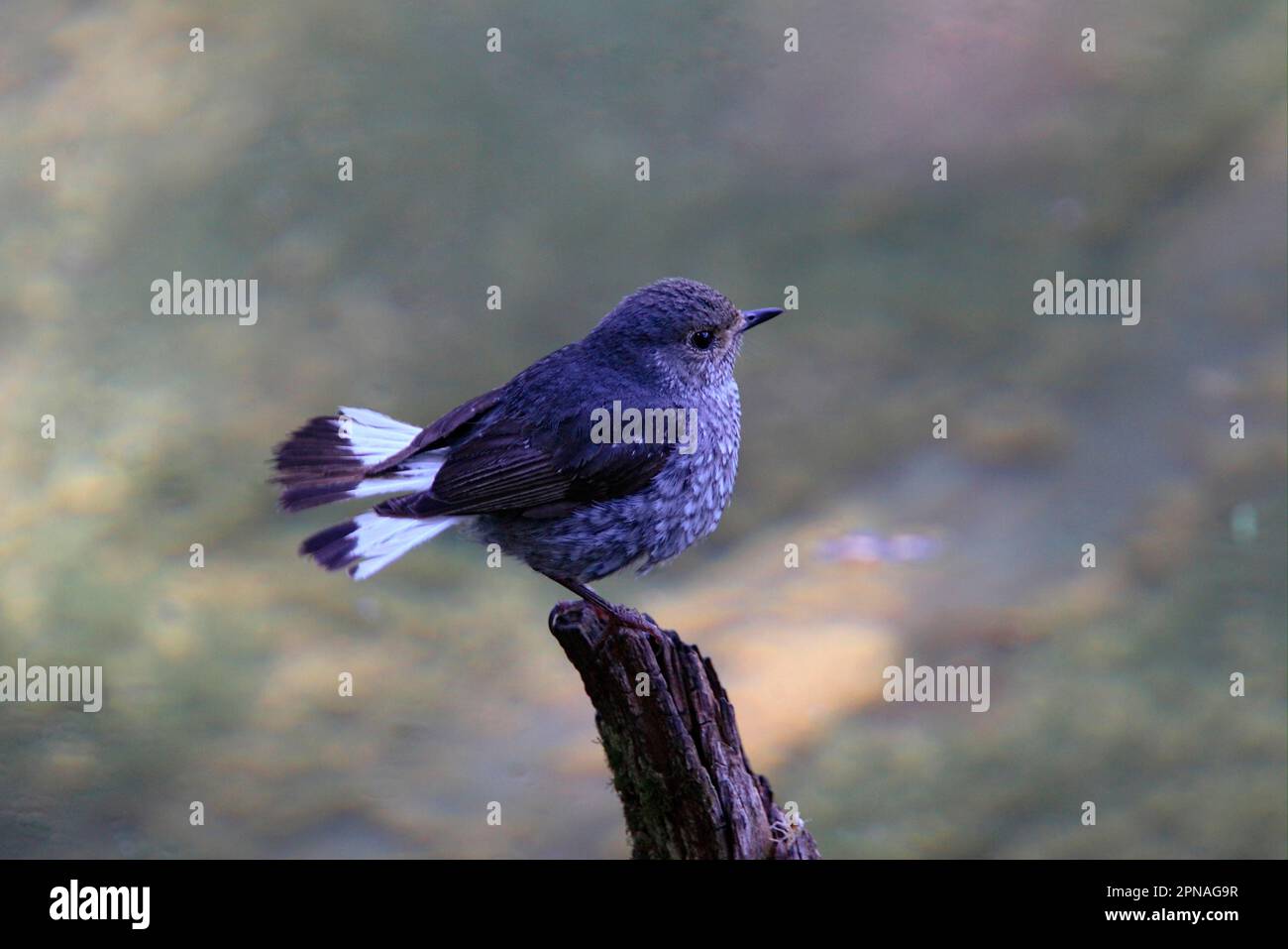 Water Redstart (Rhyacoris fuliginosus) female with fantail, next to ...