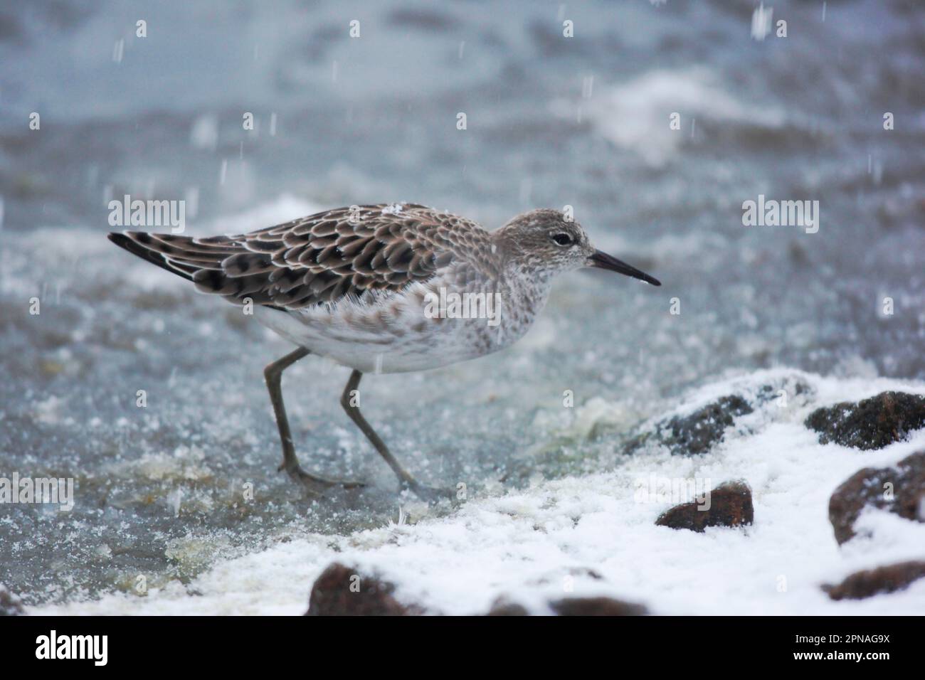 Juvenile ruff philomachus pugnax hi-res stock photography and images ...