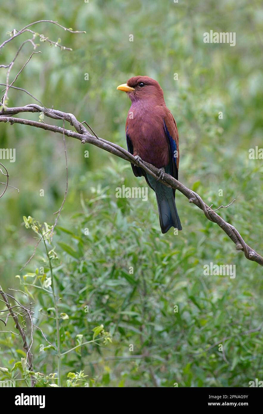 Broad-billed roller (Eurystomus glaucurus), adult, sitting on a branch ...