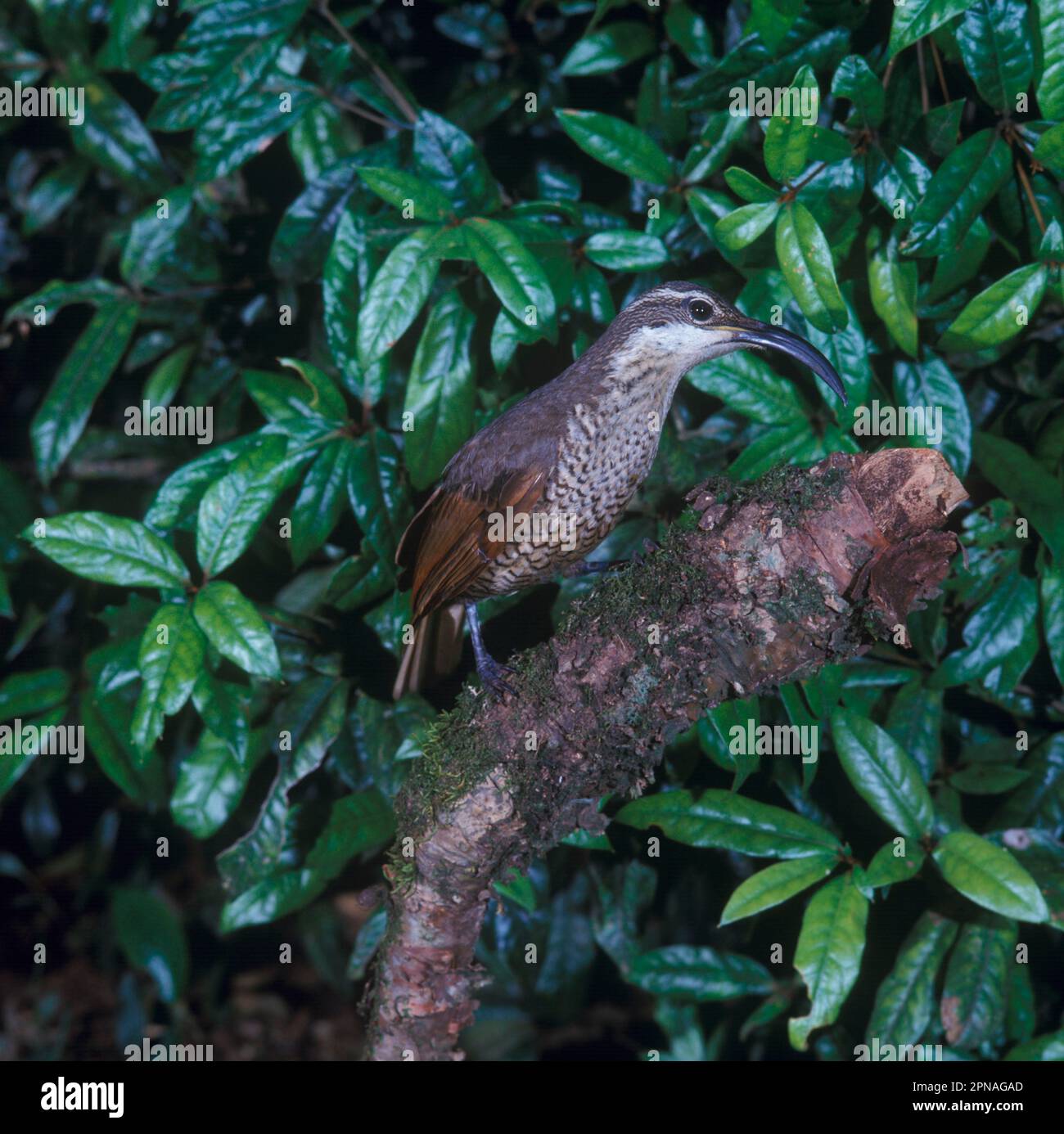 Riflebird bird of paradise hi-res stock photography and images - Alamy