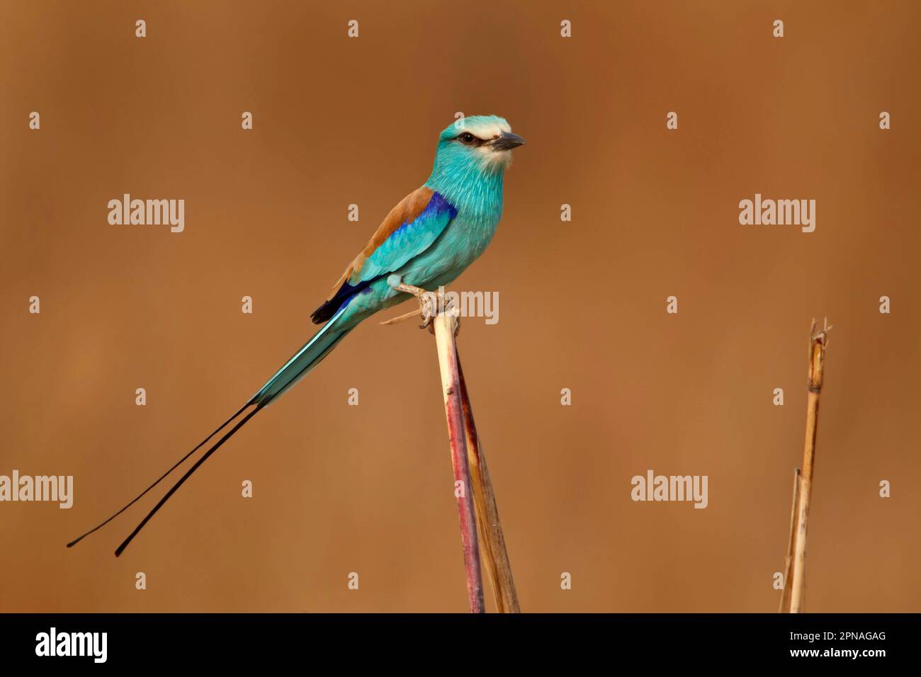 Abyssinian Roller (Coracias abyssinica) adult, sitting on a cereal stem ...