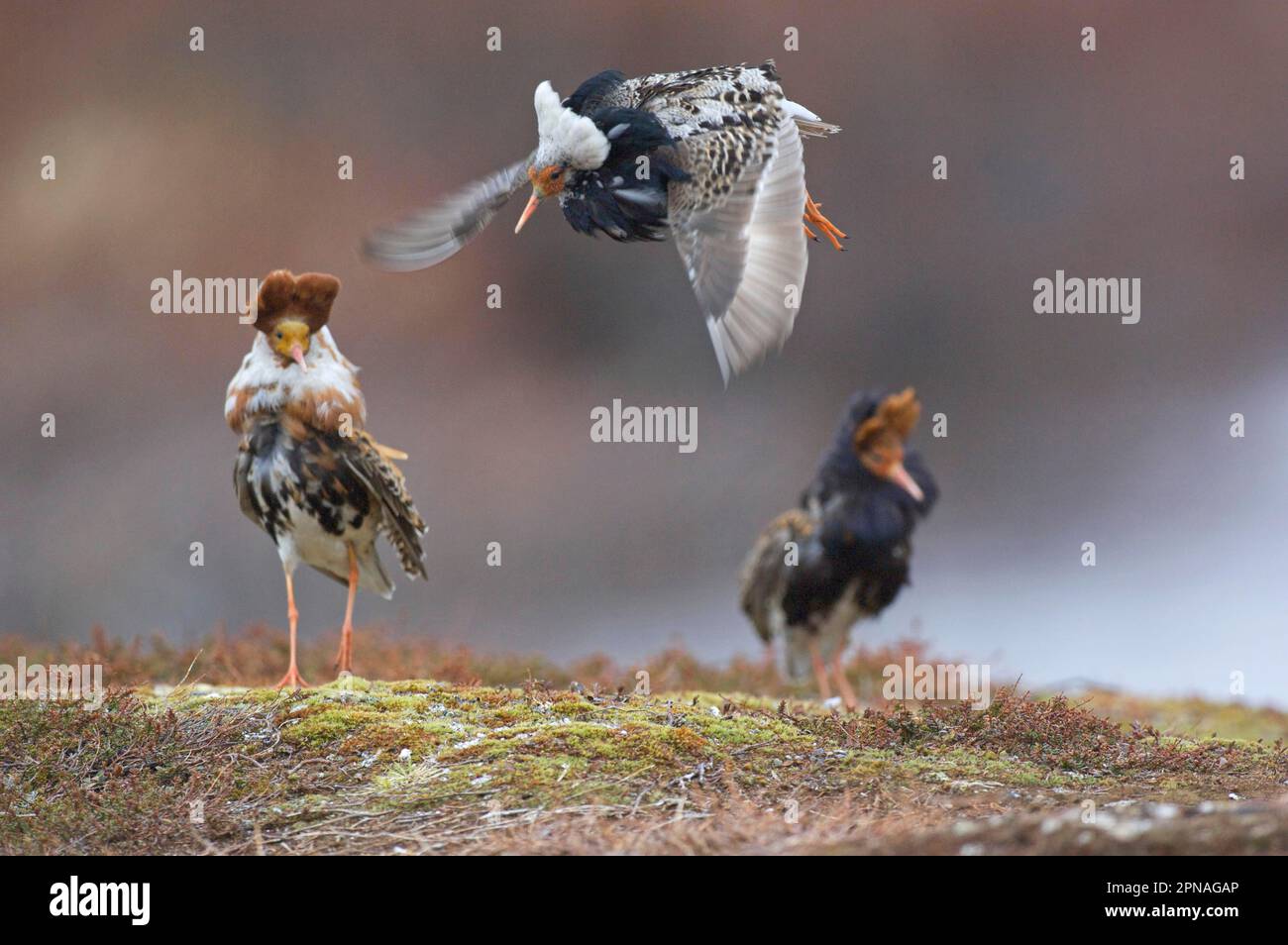 Philomachus pugnax display three hi-res stock photography and images ...