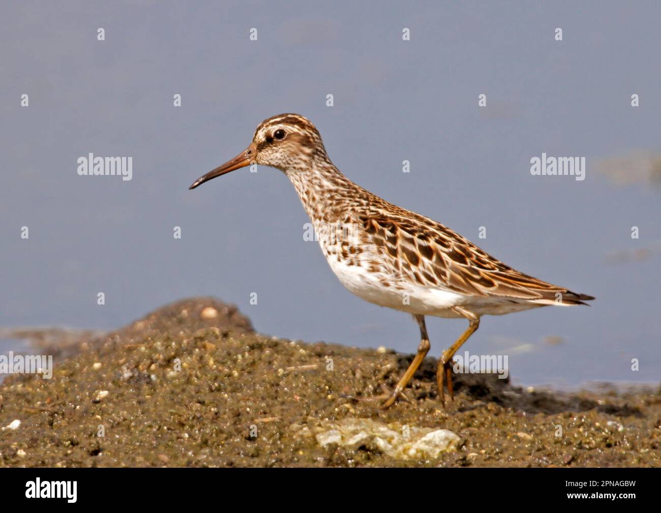 Marsh Sandpiper, Animals, Birds, Waders, Broad-billed Sandpiper ...