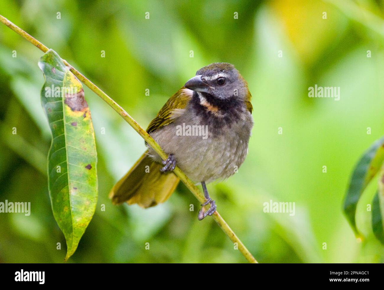 Buff-throated Saltator (Saltator maximus intermedius), adult, sitting ...