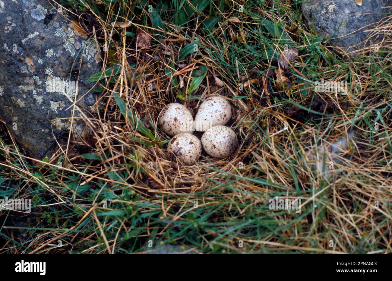 Common sandpiper (Actitis hypoleucos) four eggs in nest Stock Photo - Alamy