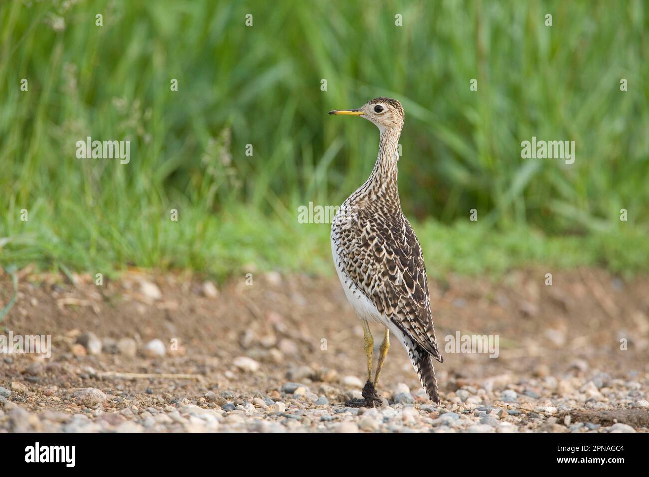 Upland sandpiper (Bartramia longicauda), Animals, Birds, Waders, Upland ...