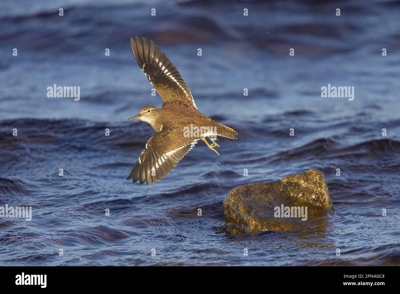 Common sandpiper (Actitis hypoleucos), adult in flight, flying off the ...