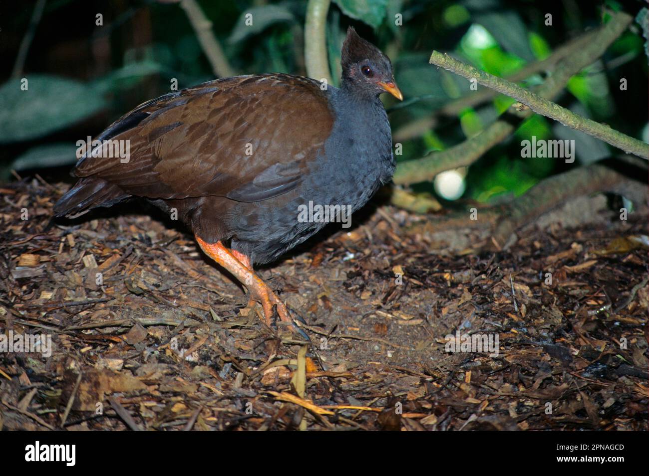 Orange-footed scrubfowl (Megapodius reinwardt), Reinwardthuehner ...
