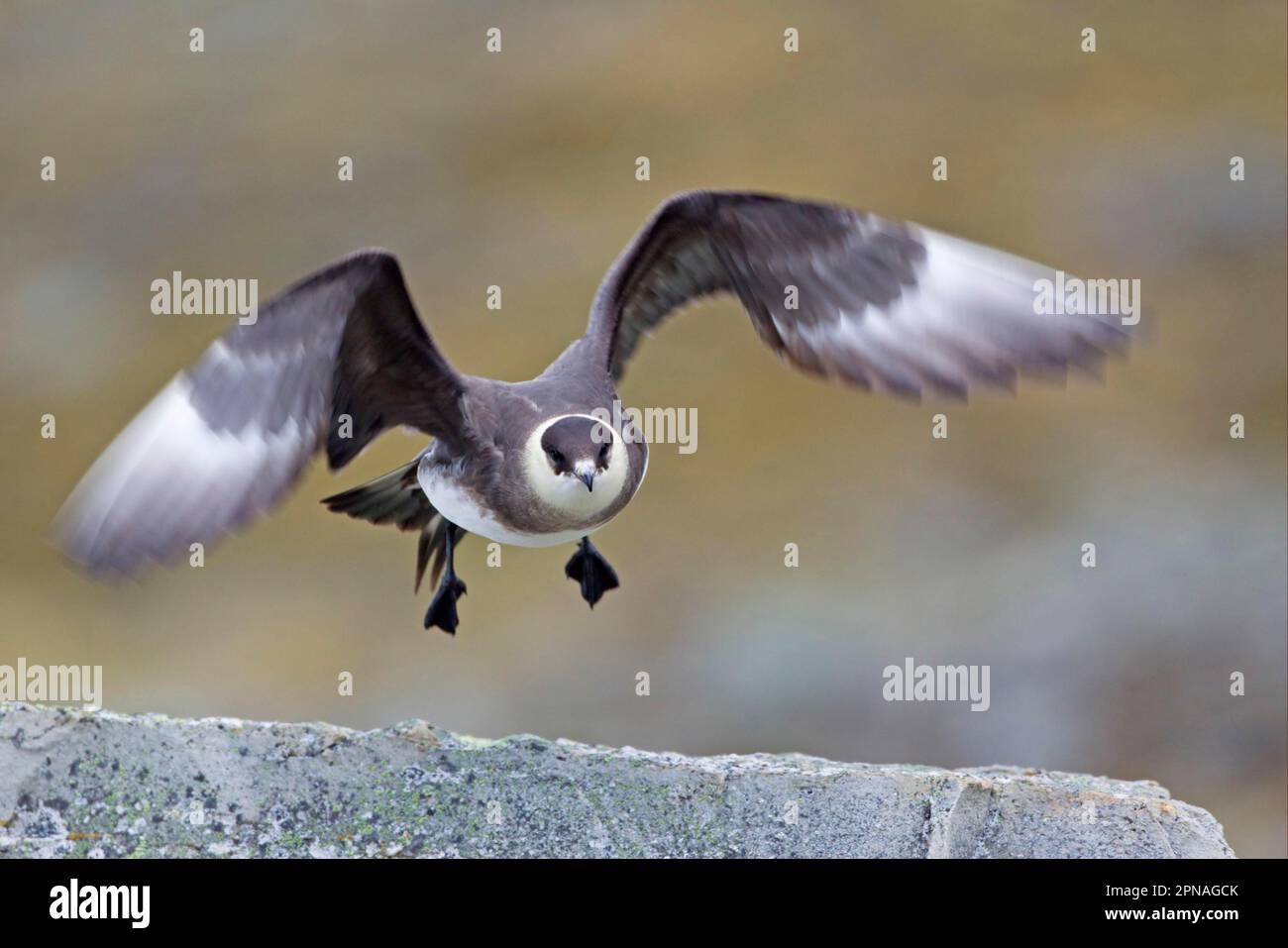 Arctic skuas (Stercorarius parasiticus), skua, skuas, gulls, animals ...