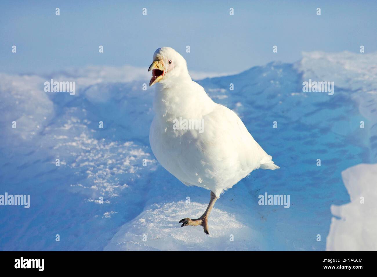 White-faced sheathbill, White-faced sheathbill, White-faced sheathbills ...