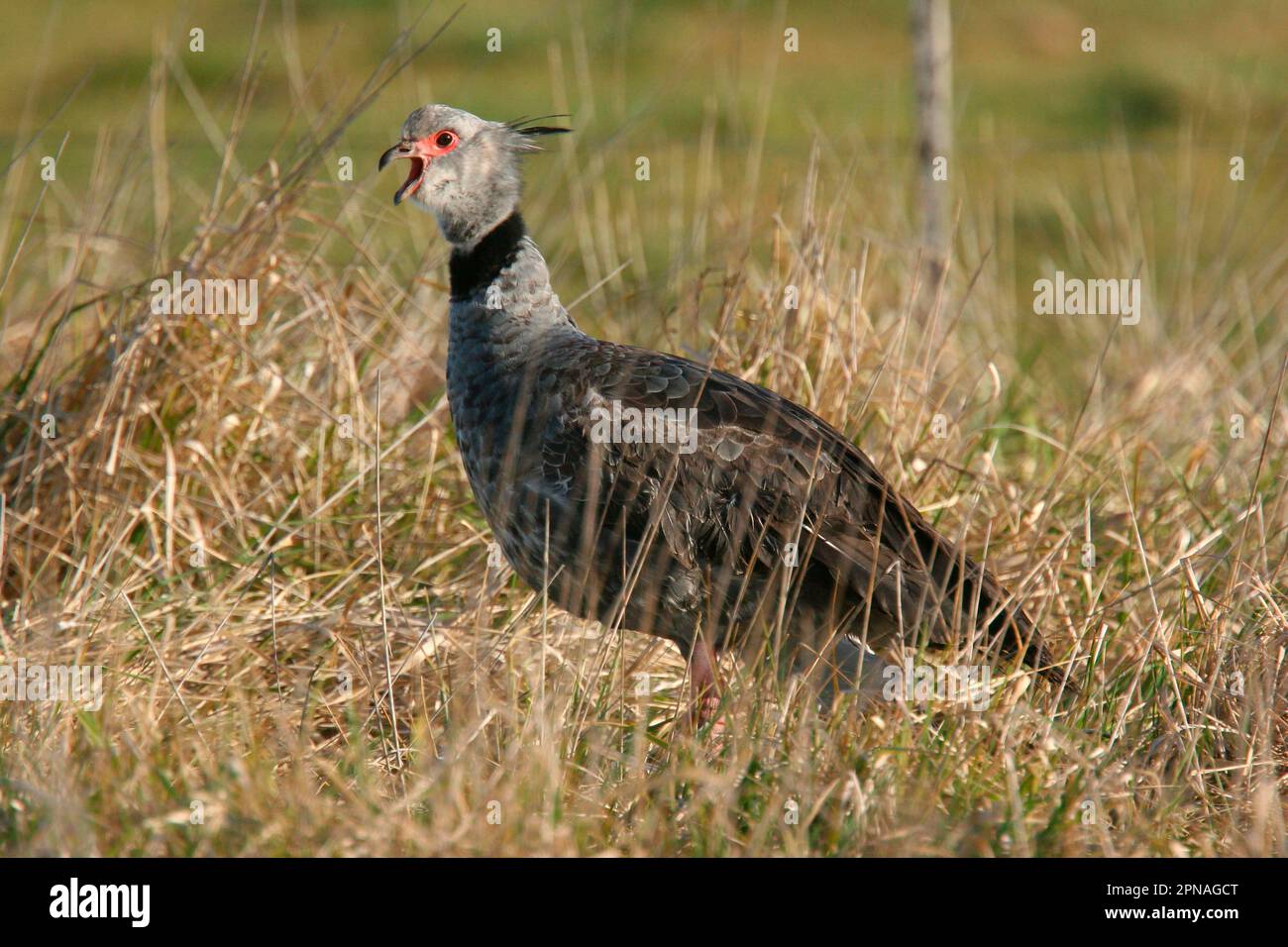 Southern southern screamer (Chauna torquata) adult male, calling ...