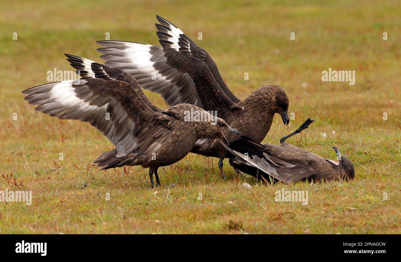 Stercorarius antarctica, brown skuas, Brown skua, Brown skuas, Skua ...