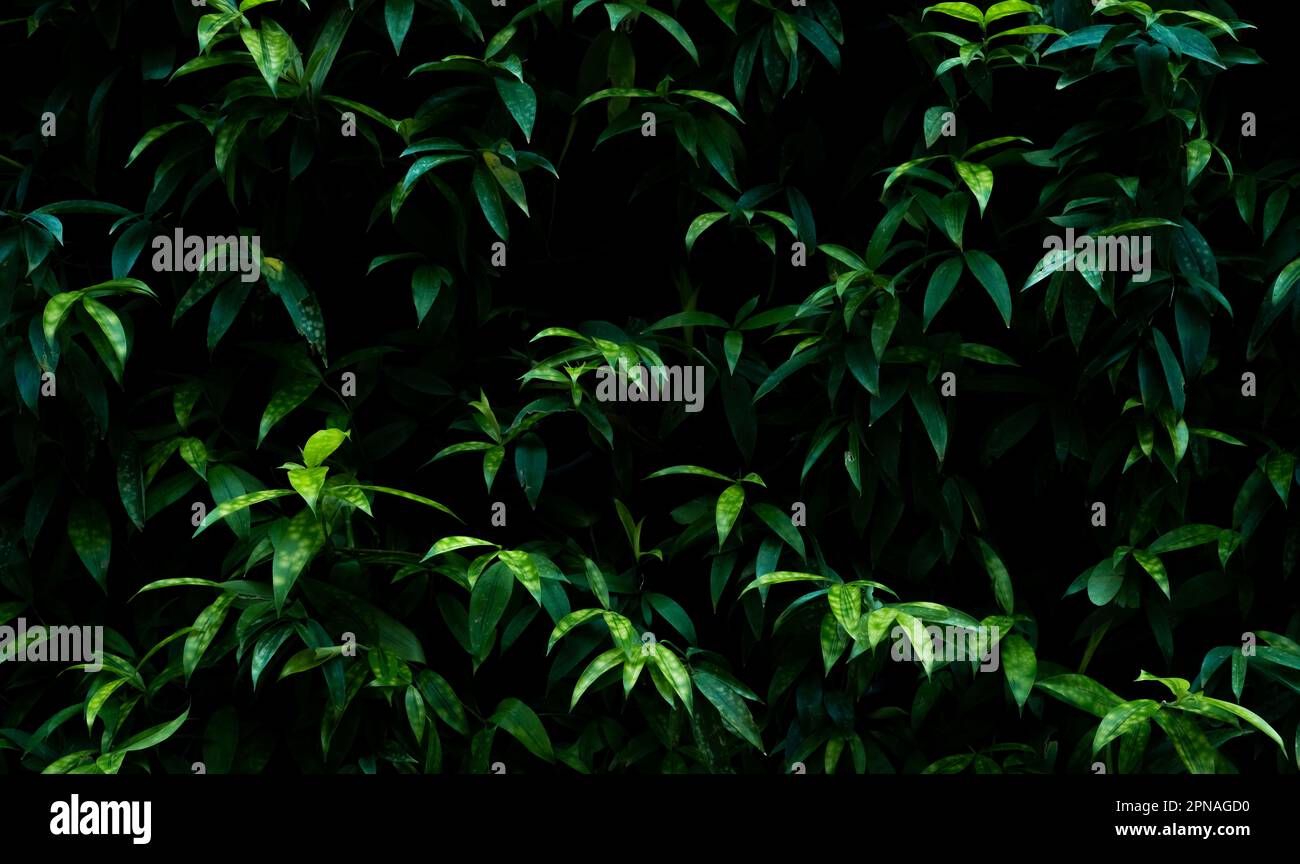 Green plant on vertical garden wall texture background. Sustainable ...