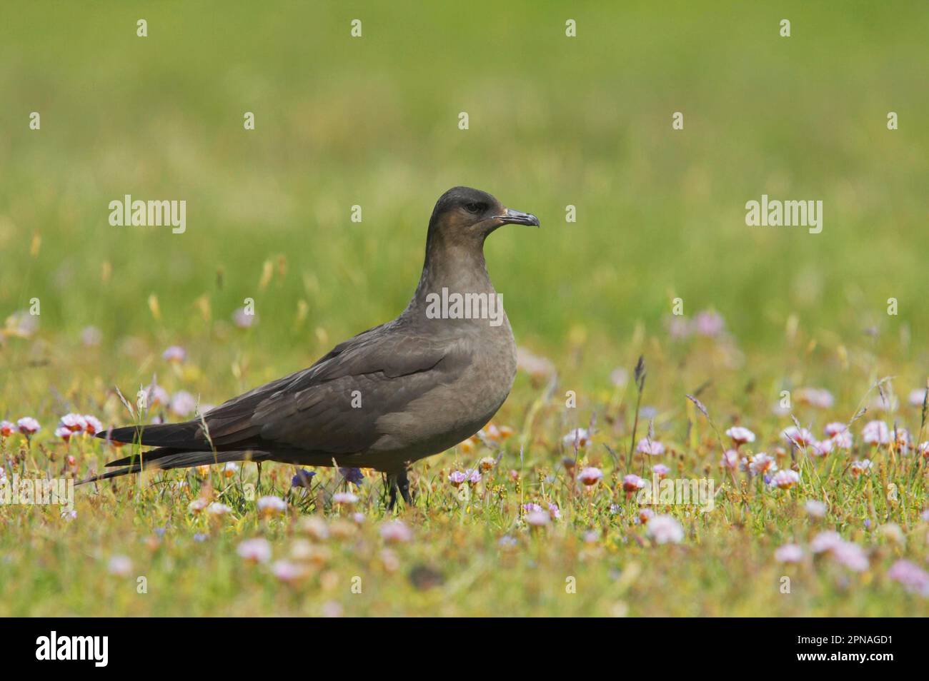 Arctic skuas (Stercorarius parasiticus), skua, skuas, gulls, animals ...