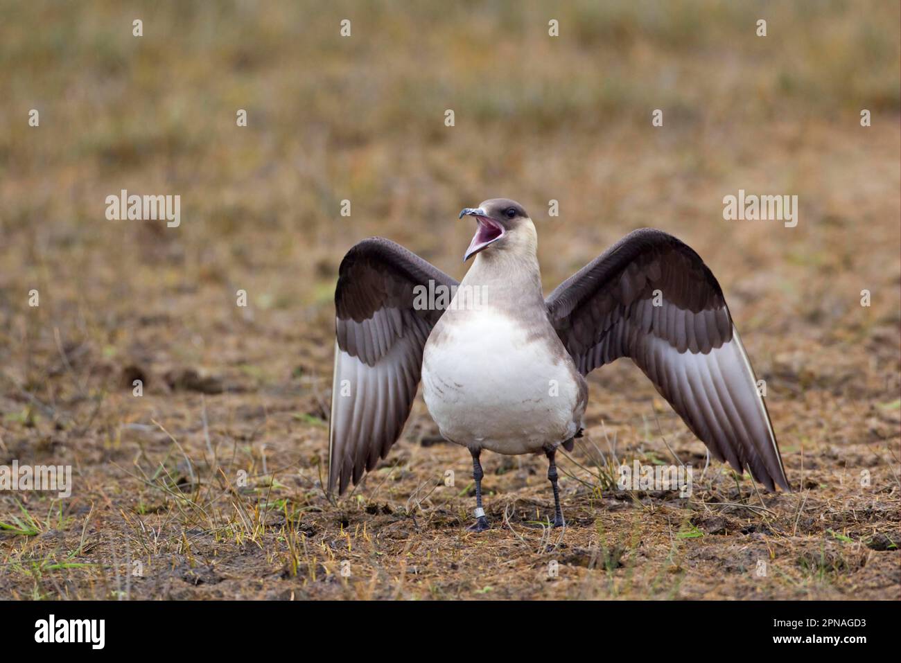 Arctic skuas (Stercorarius parasiticus), skua, skuas, gulls, animals ...