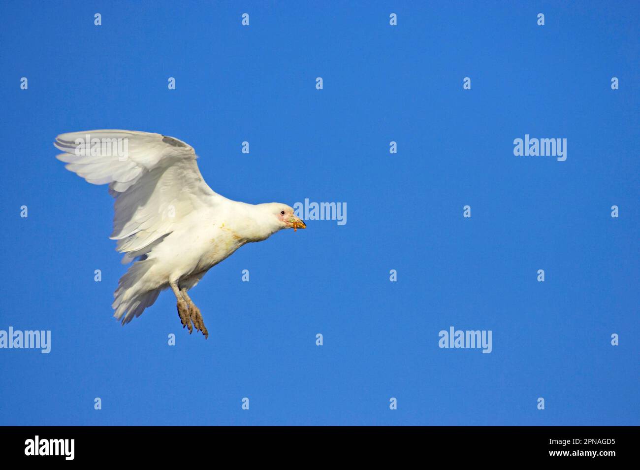 White-faced sheathbill (Chionis alba), White-faced sheathbill, White ...