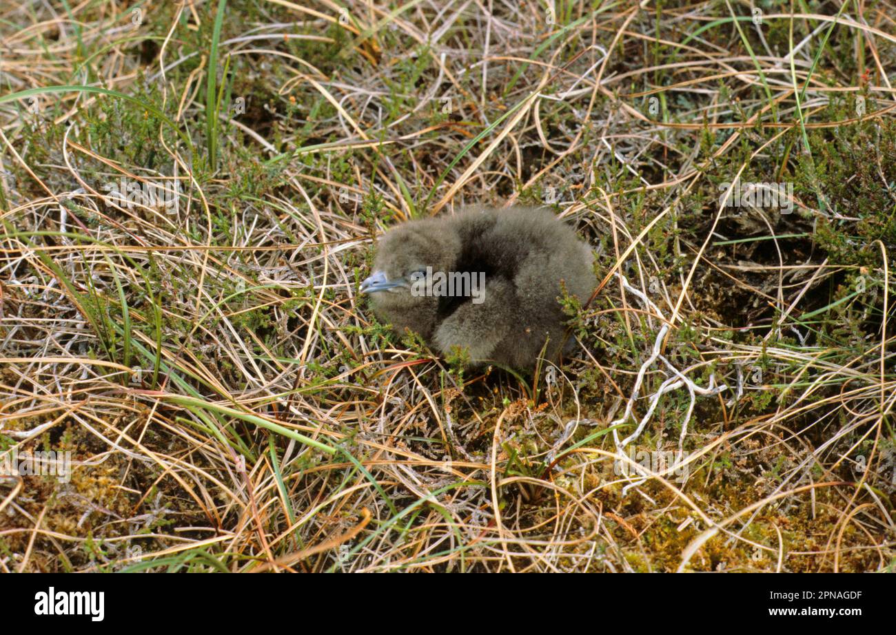 Arctic skuas (Stercorarius parasiticus), skua, skuas, gulls, animals ...