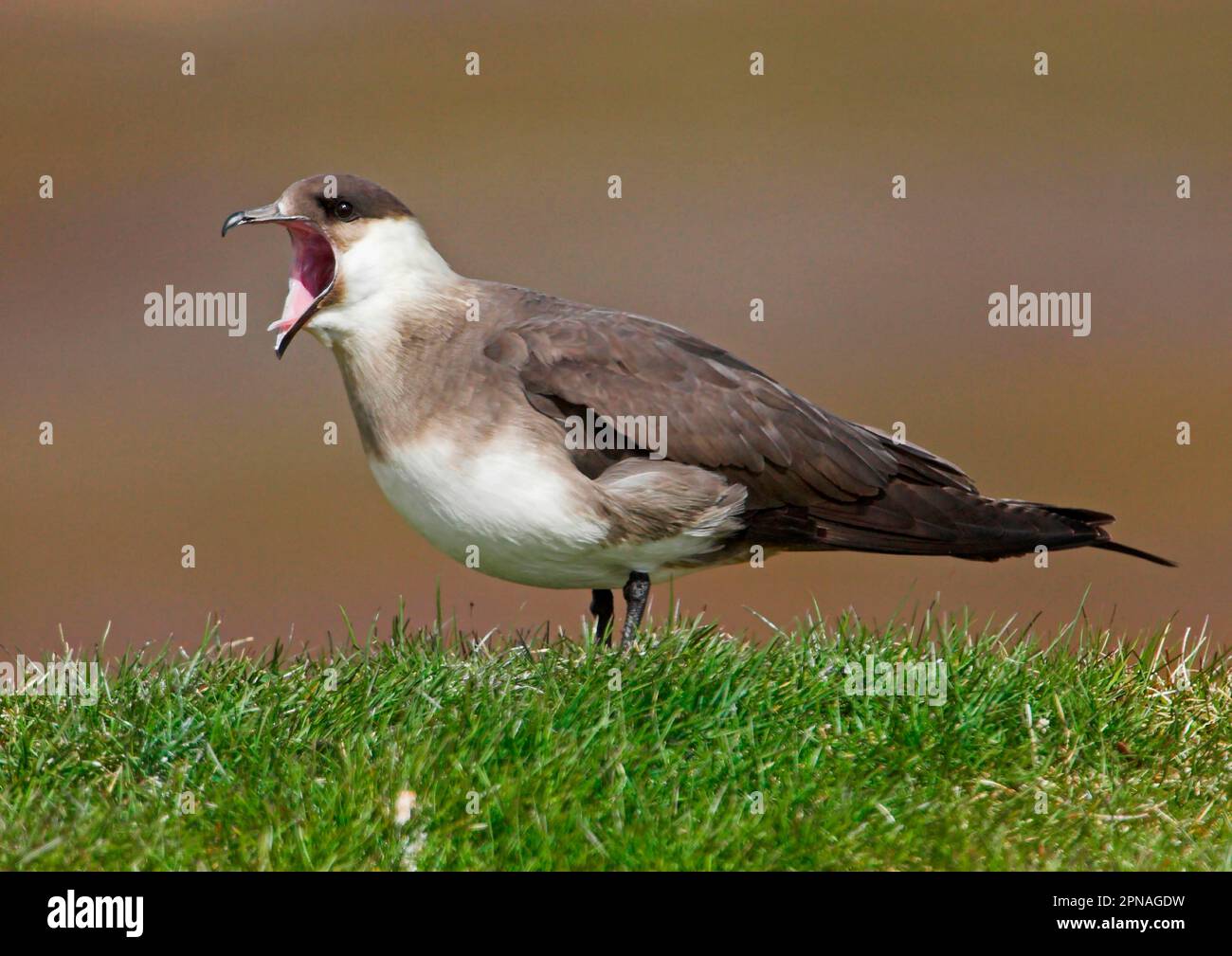 Arctic skuas (Stercorarius parasiticus), skua, skuas, gulls, animals ...
