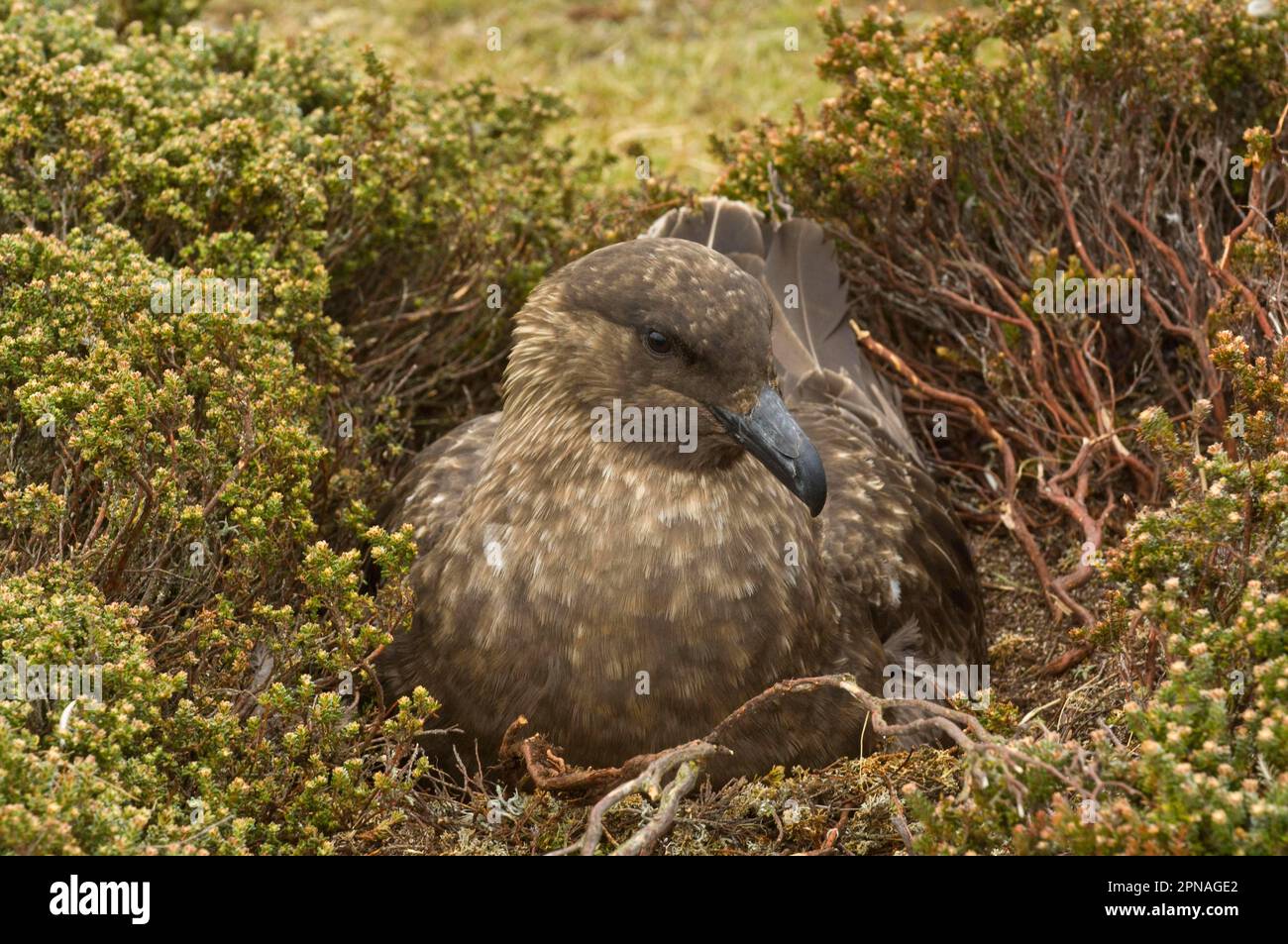 Stercorarius antarctica, brown skuas, Brown Skua, Brown Skuas, Skua, Skuas, Gulls, Animals ...