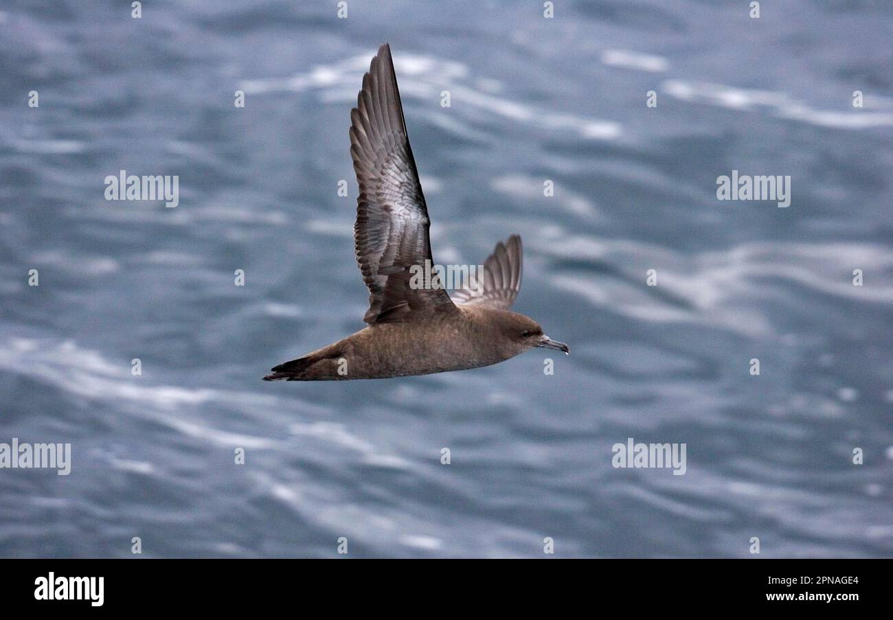 Sooty shearwater (Puffinus griseus), Dark Shearwater, Tube-nosed ...