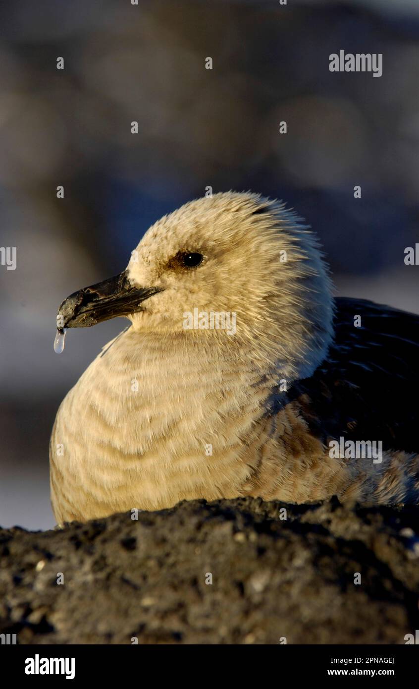Stercorarius antarctica, brown skuas, Brown skua, Brown skuas, Skua, Skuas, Gulls, Gulls ...