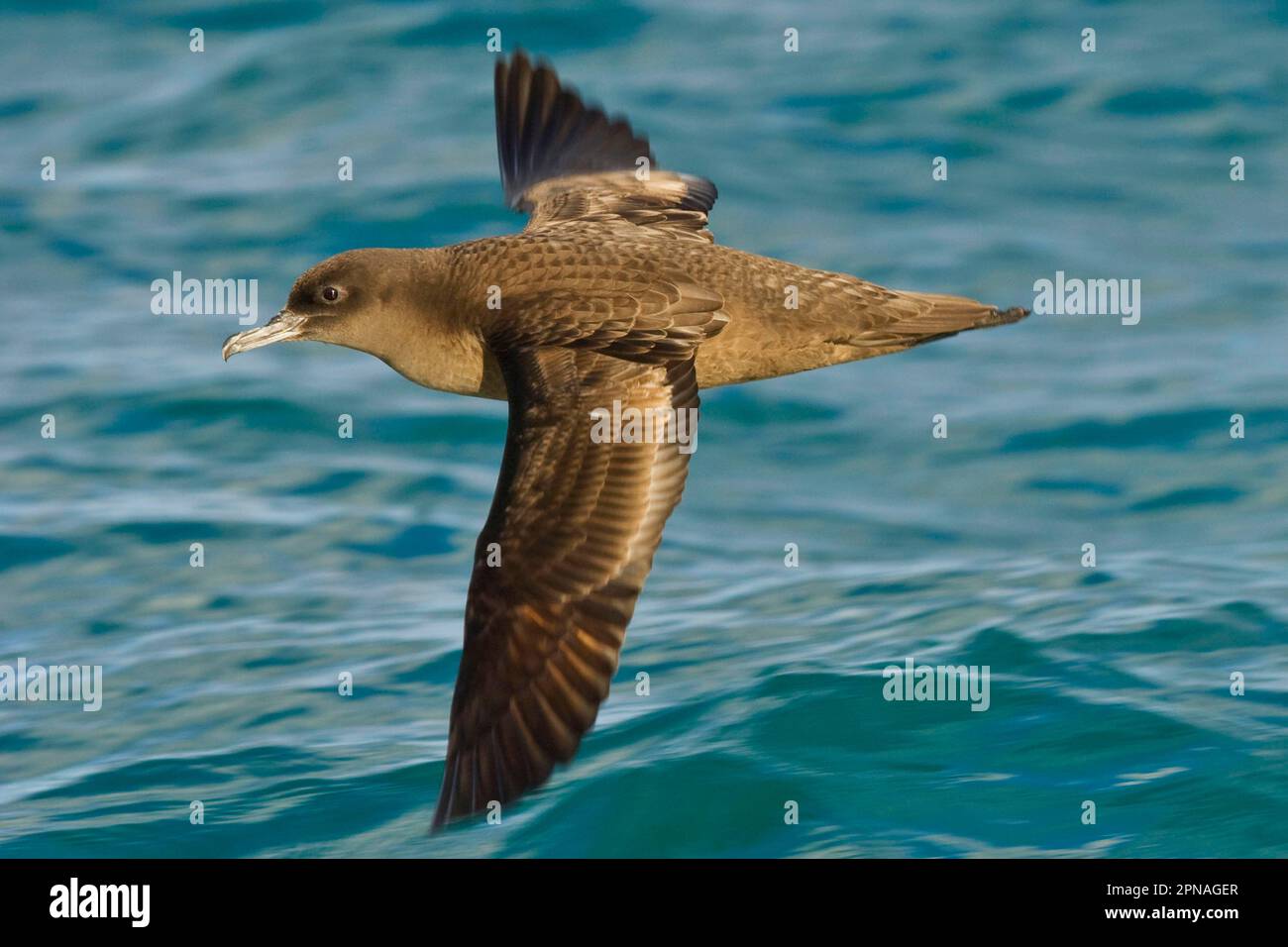 Sooty shearwater (Puffinus griseus), Dark Shearwater, Tube-nosed ...