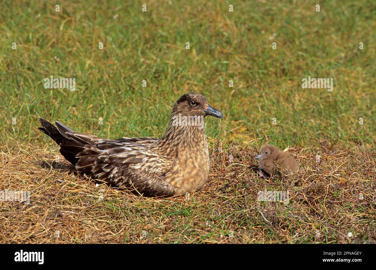 Great Skua, great skuas (Stercorarius skua) Skua, skuas, gulls, animals ...