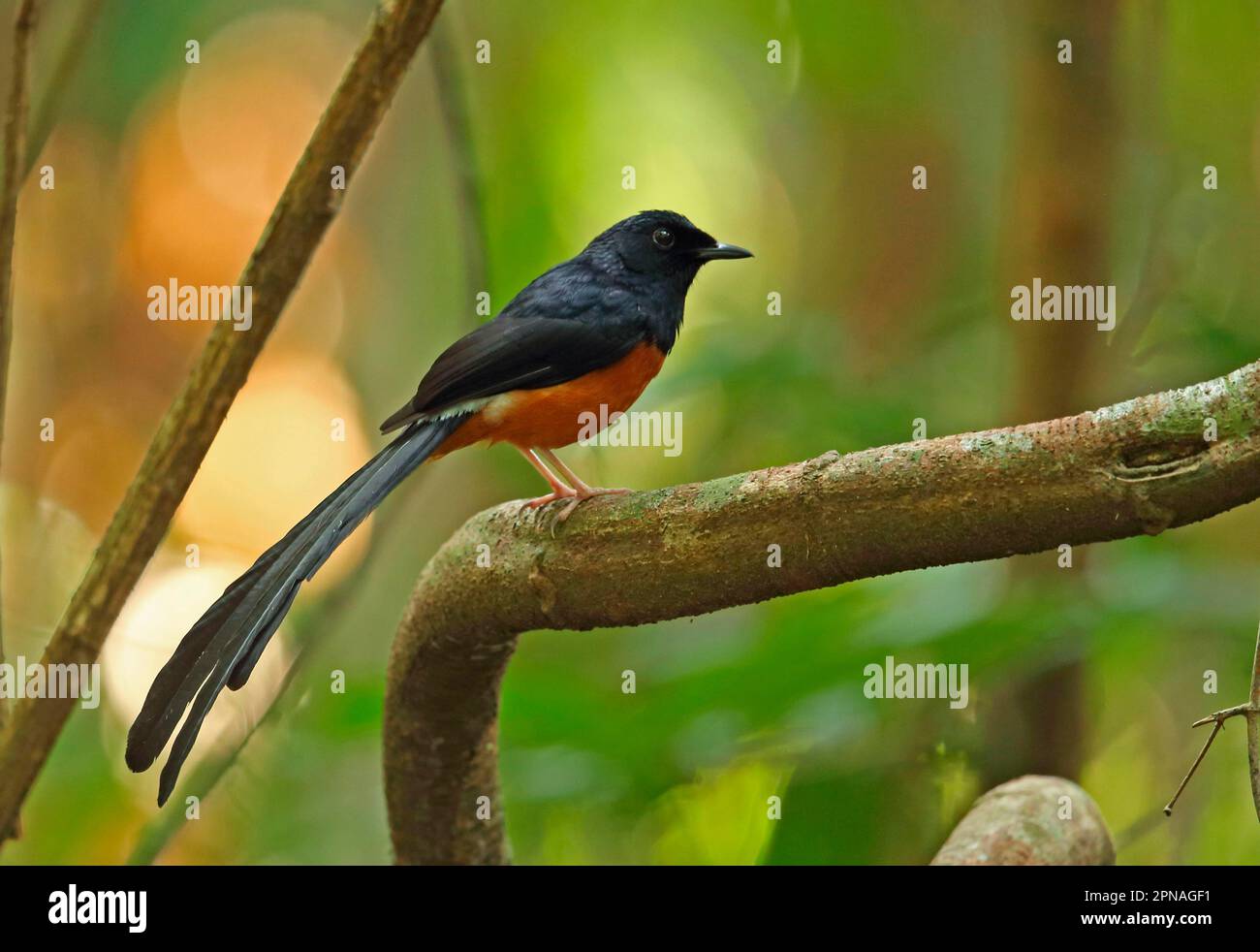 White-rumped Shama (Copsychus malabaricus tricolor) adult male, perched ...